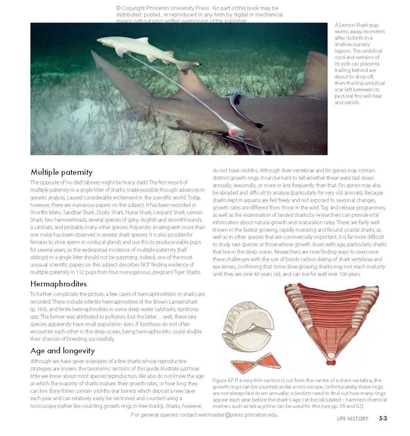 Sharks of the World | Princeton University Press