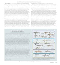 Sharks of the World | Princeton University Press