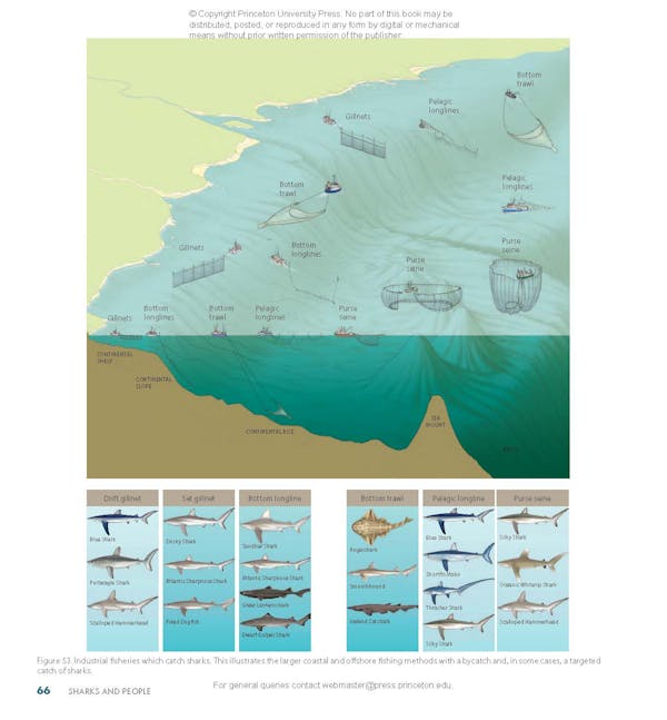 Sharks of the World | Princeton University Press