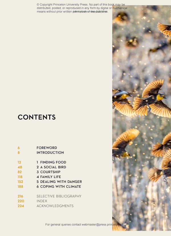 Understanding Bird Behavior | Princeton University Press