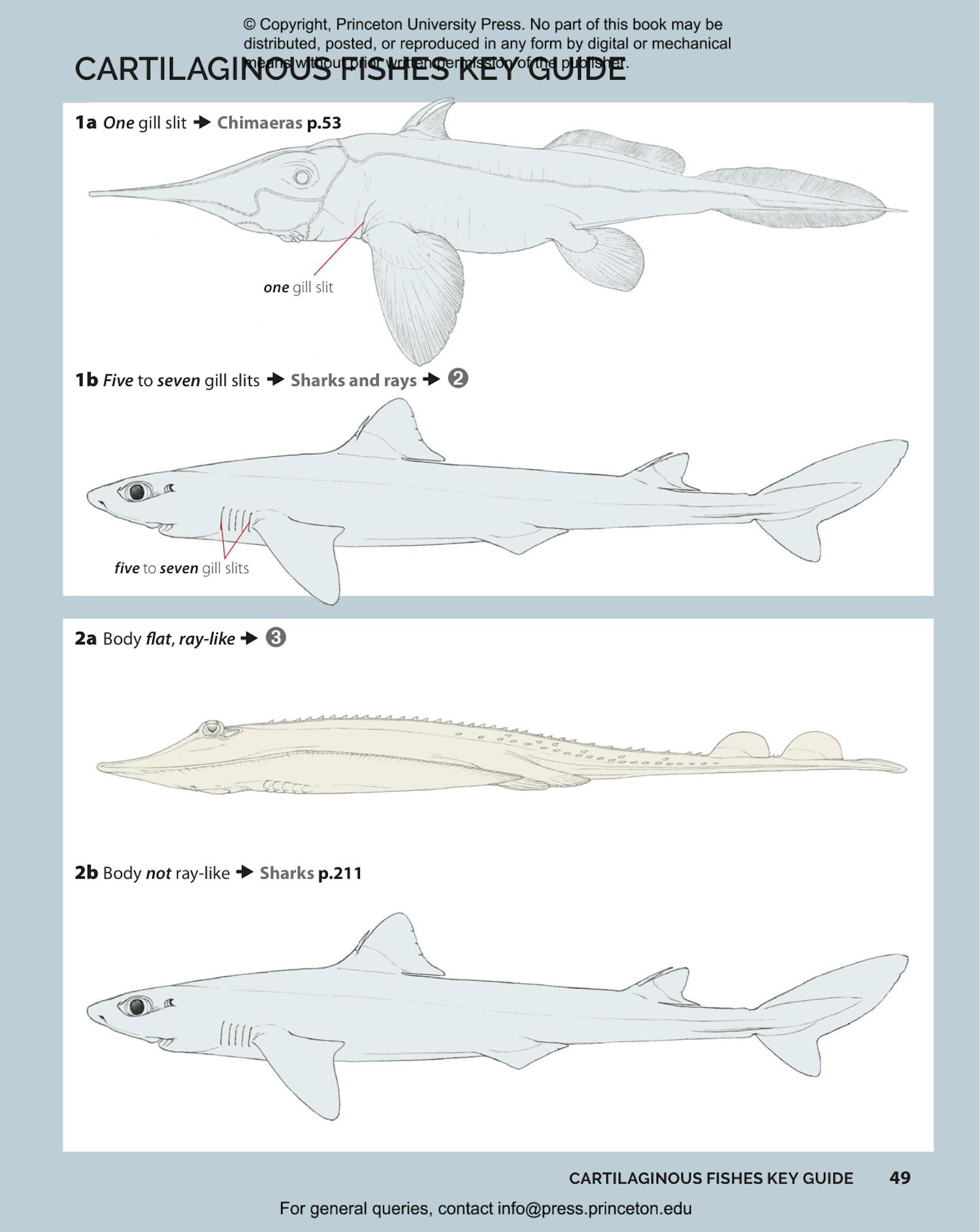 Field Guide to Sharks, Rays and Chimaeras of the East Coast of North ...