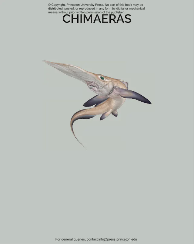 Field Guide to Sharks, Rays and Chimaeras of the East Coast of North ...