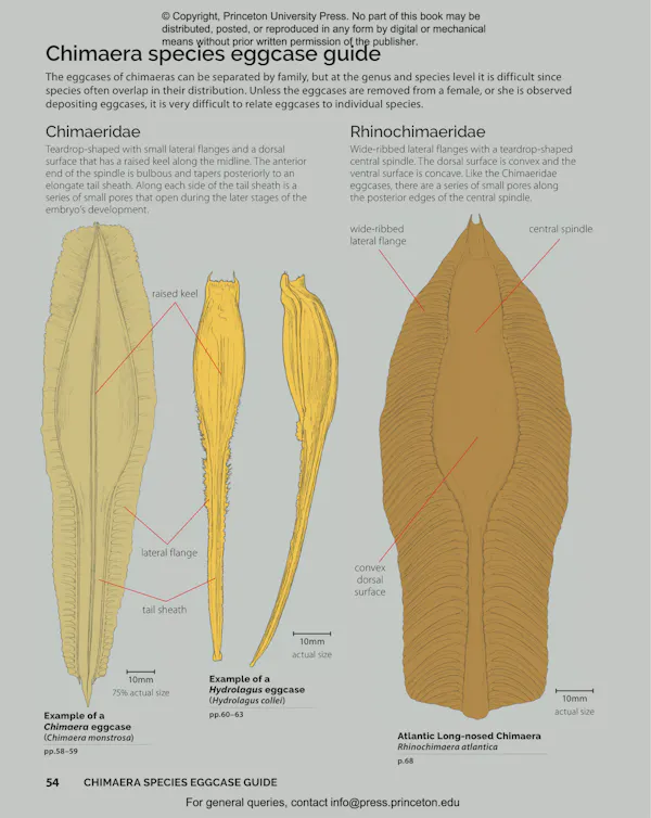 Field Guide to Sharks, Rays and Chimaeras of the East Coast of North ...