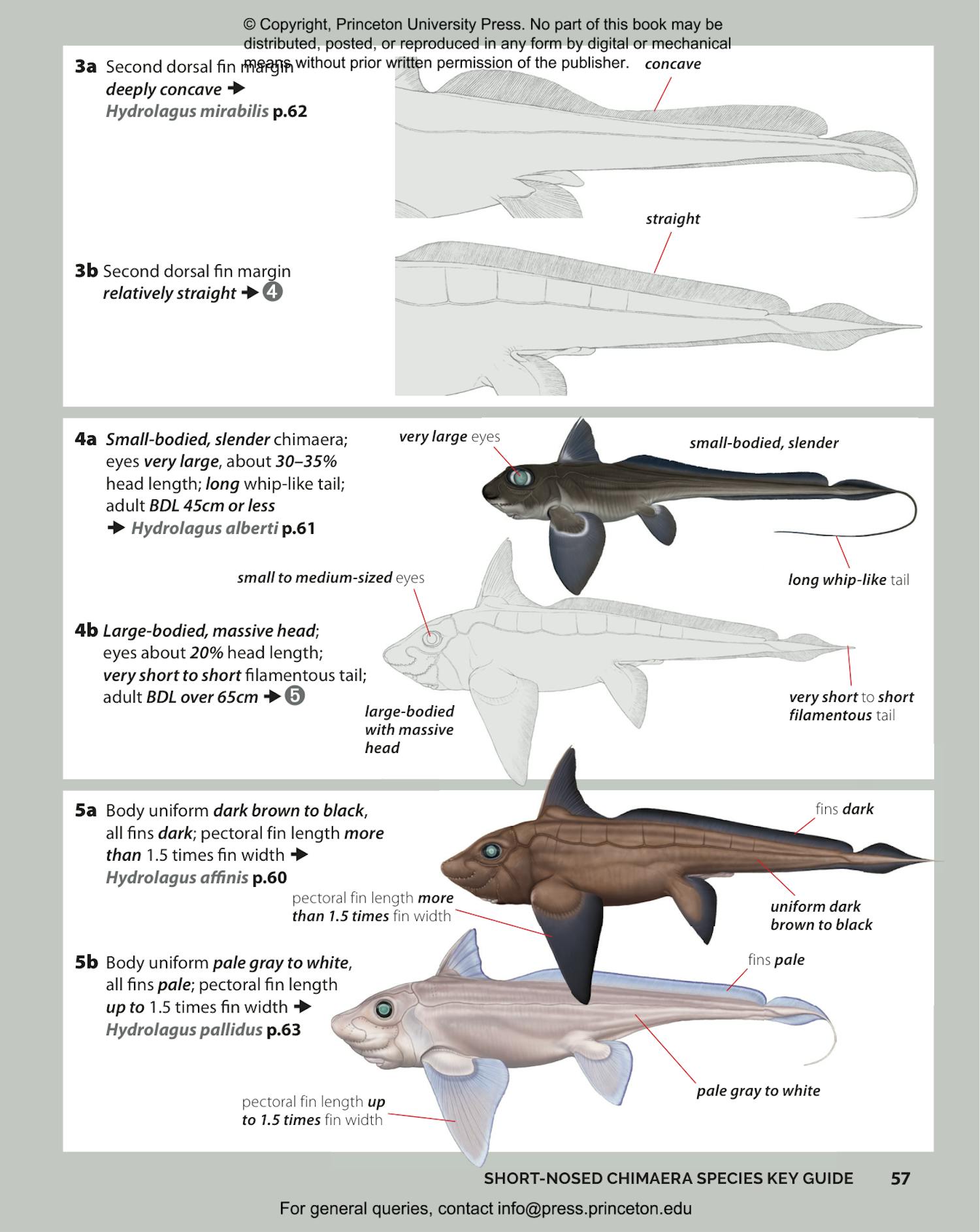 Field Guide to Sharks, Rays and Chimaeras of the East Coast of North ...