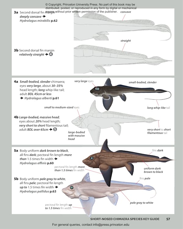 Field Guide to Sharks, Rays and Chimaeras of the East Coast of North ...
