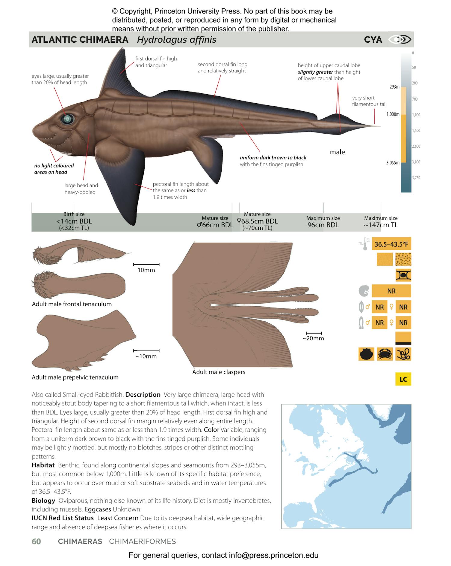 Field Guide to Sharks, Rays and Chimaeras of the East Coast of North ...