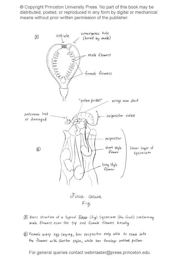 Florapedia | Princeton University Press