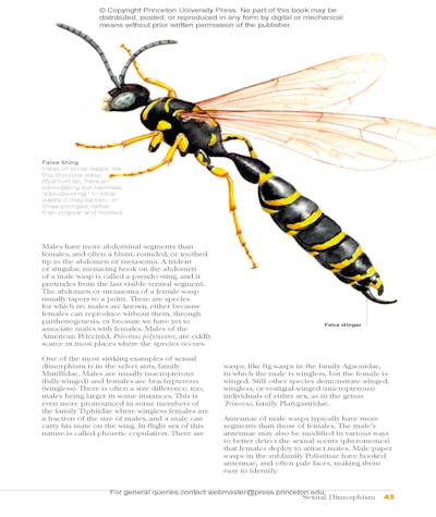 Wasps | Princeton University Press