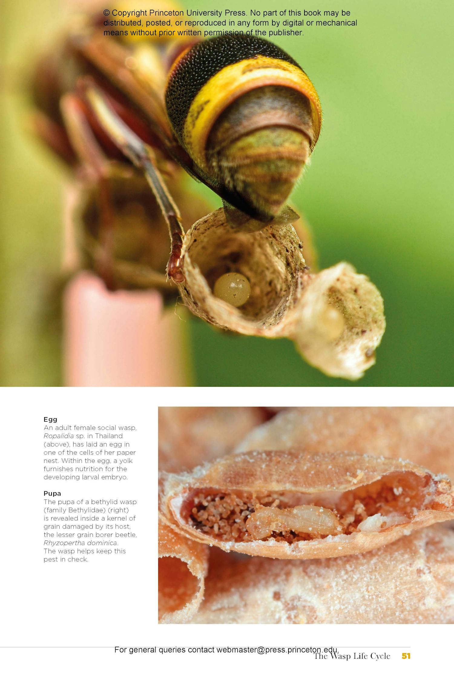 Wasps | Princeton University Press