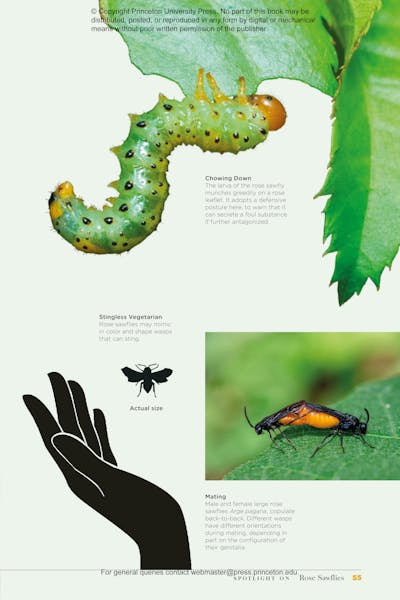 Wasps | Princeton University Press