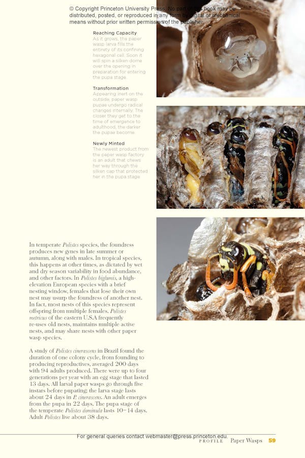 Wasps | Princeton University Press