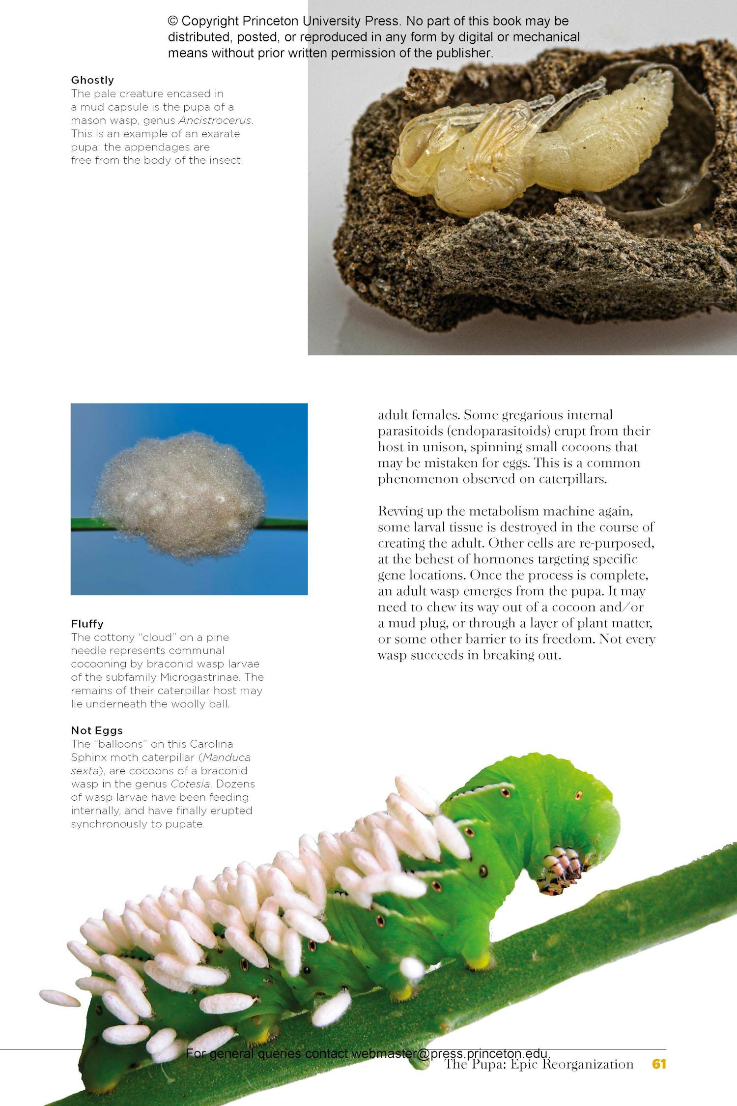 Wasps | Princeton University Press