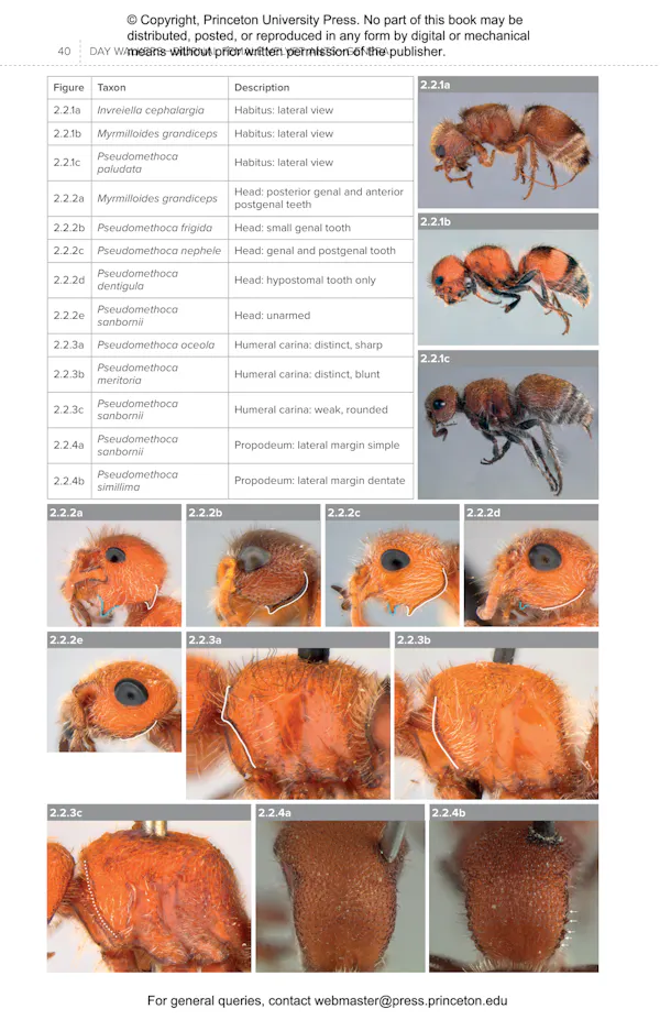 Velvet Ants of North America | Princeton University Press