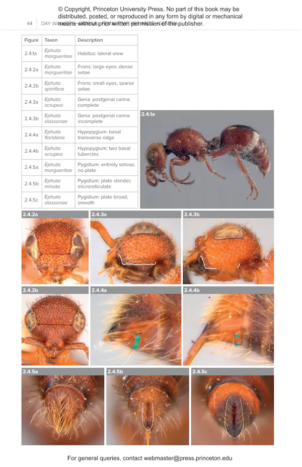 Velvet Ants of North America | Princeton University Press
