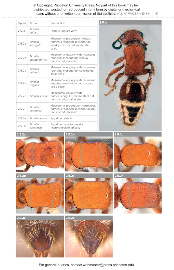Velvet Ants of North America | Princeton University Press