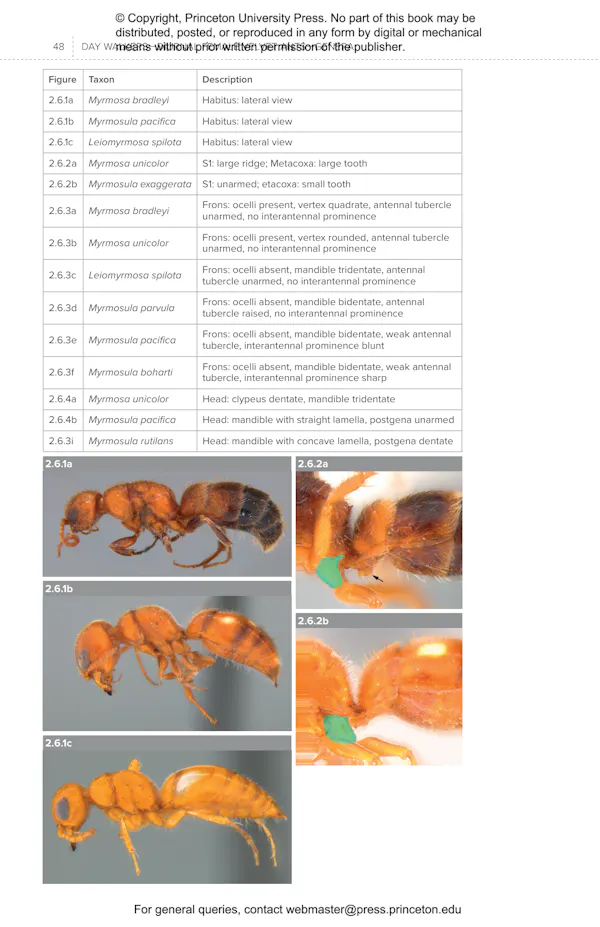 Velvet Ants of North America | Princeton University Press