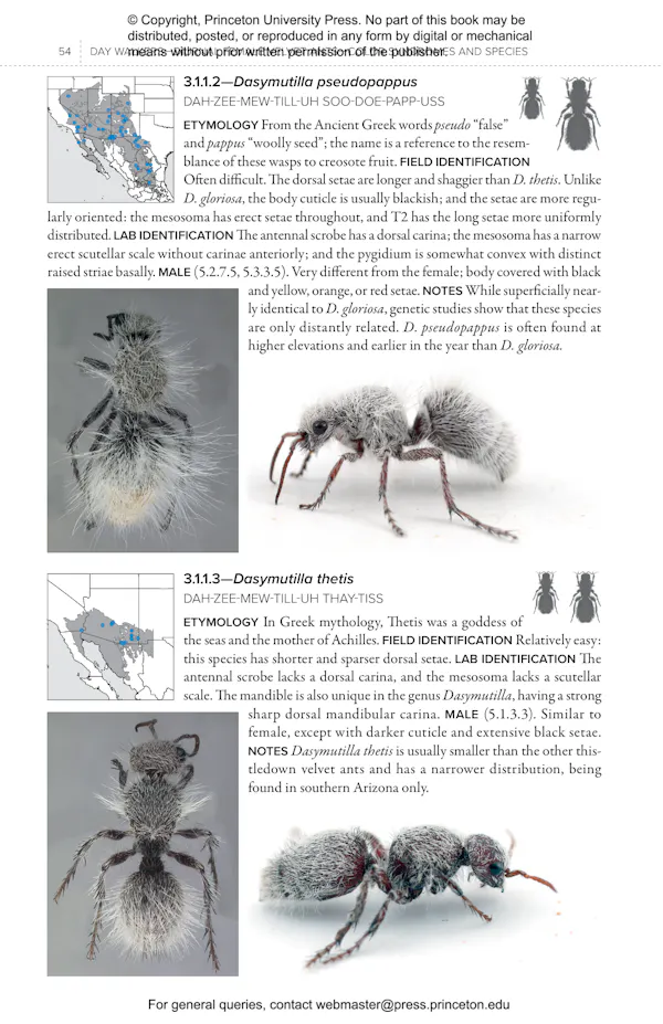 Velvet Ants of North America | Princeton University Press