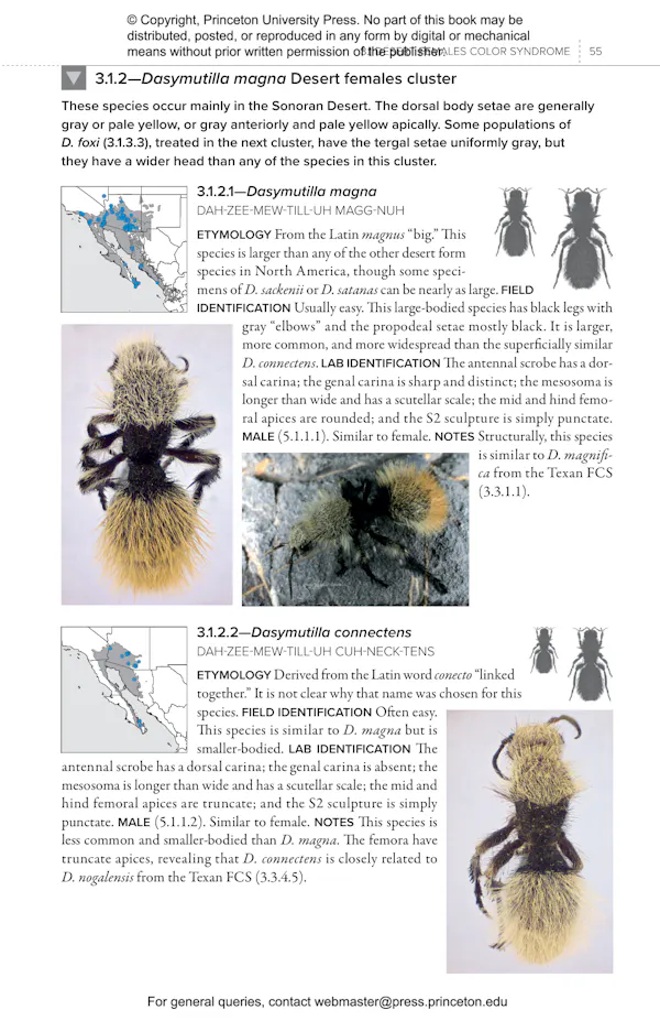 Velvet Ants of North America | Princeton University Press