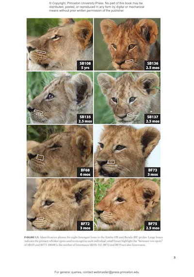 The Lion | Princeton University Press