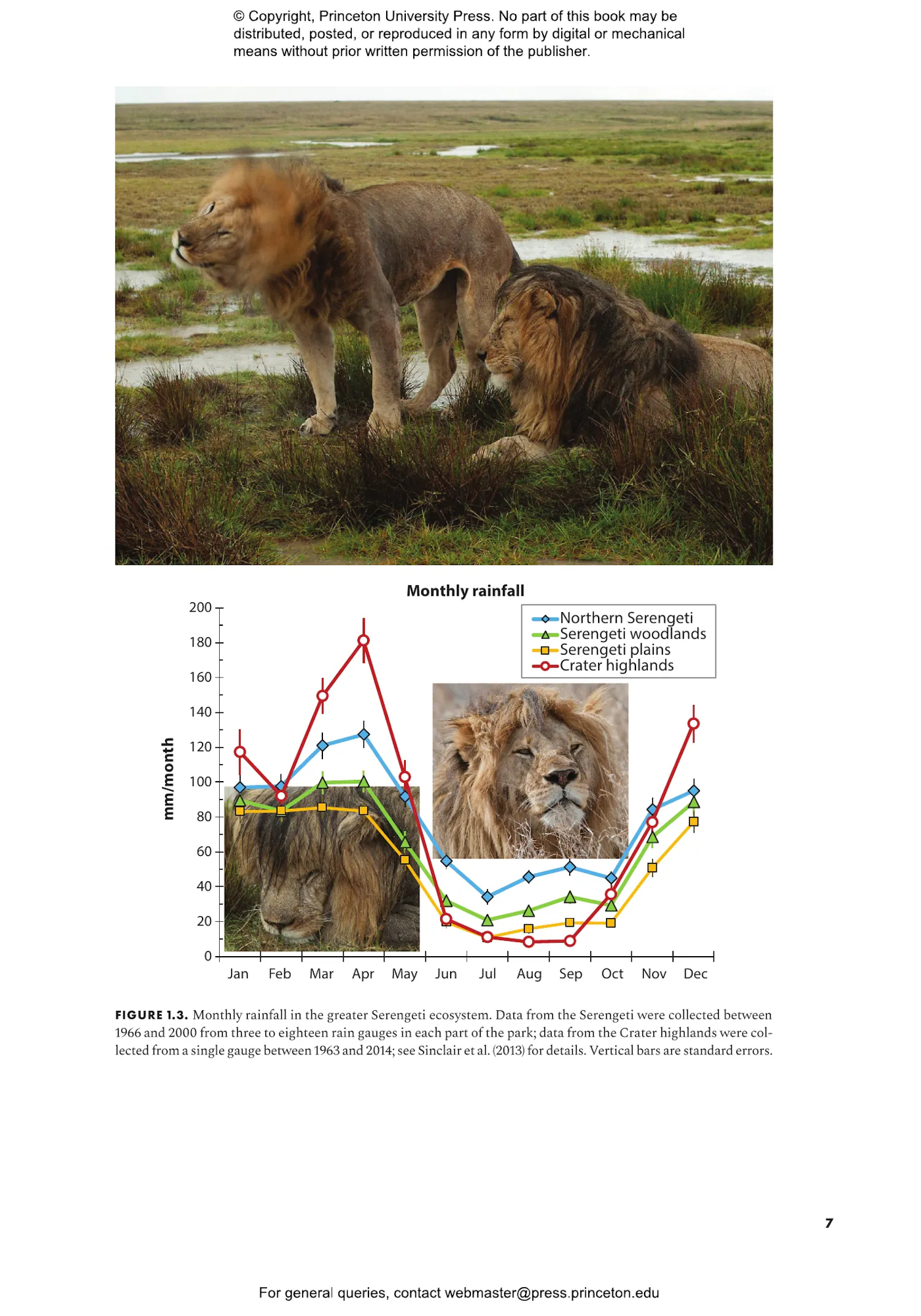 The Lion | Princeton University Press