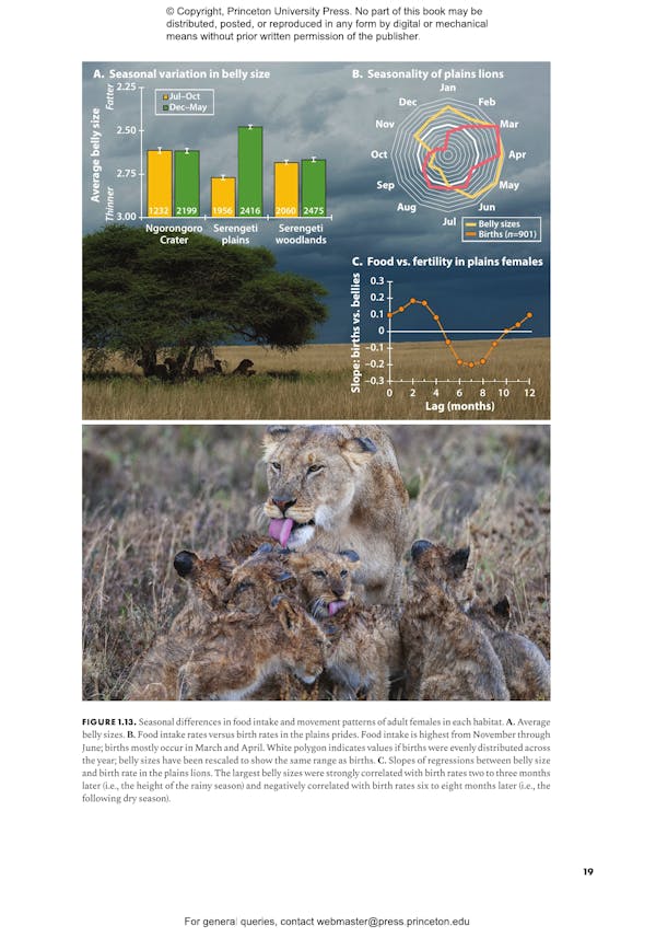 The Lion | Princeton University Press