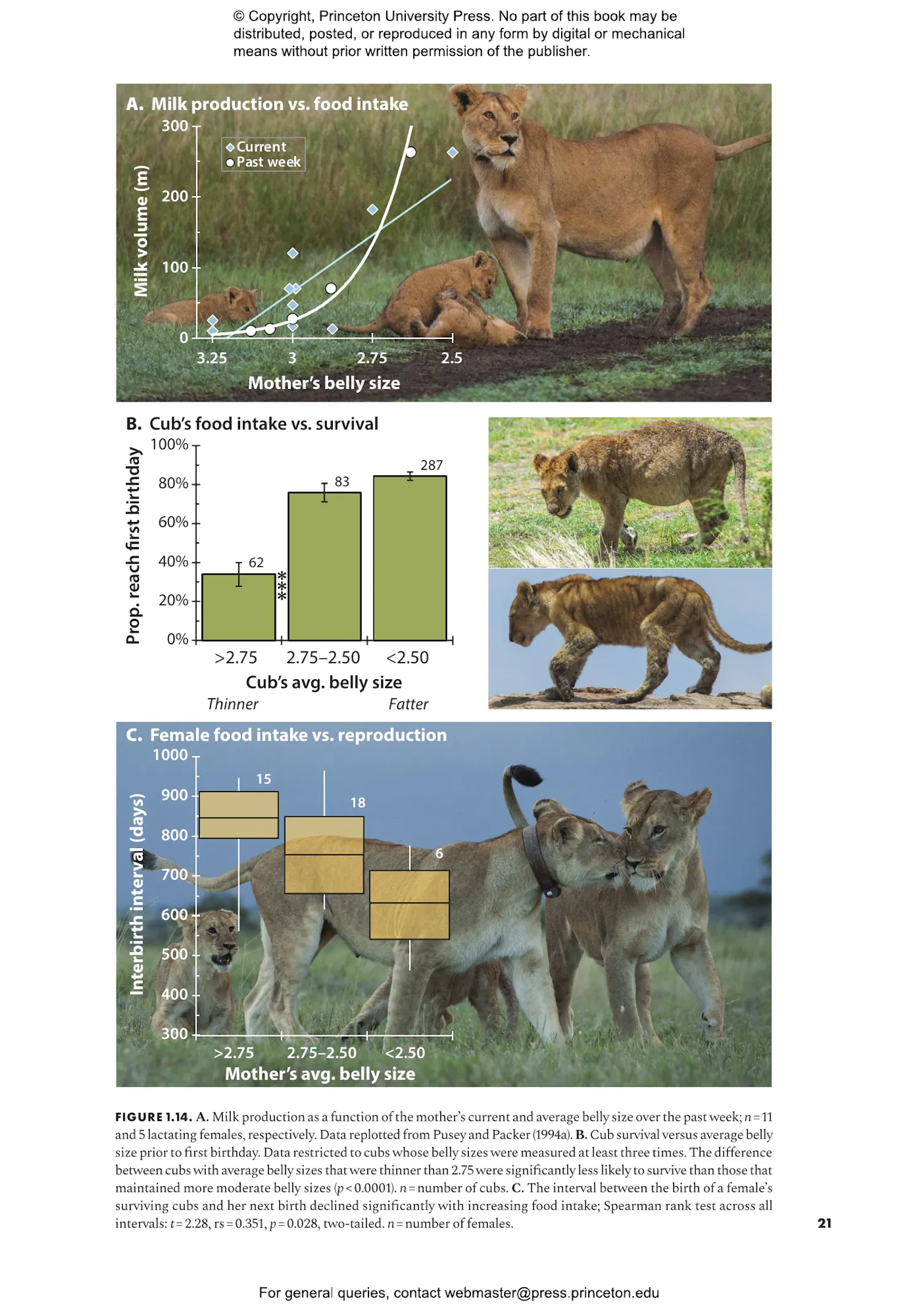 The Lion | Princeton University Press