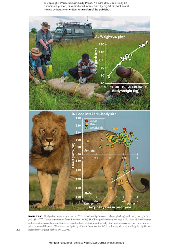 The Lion | Princeton University Press