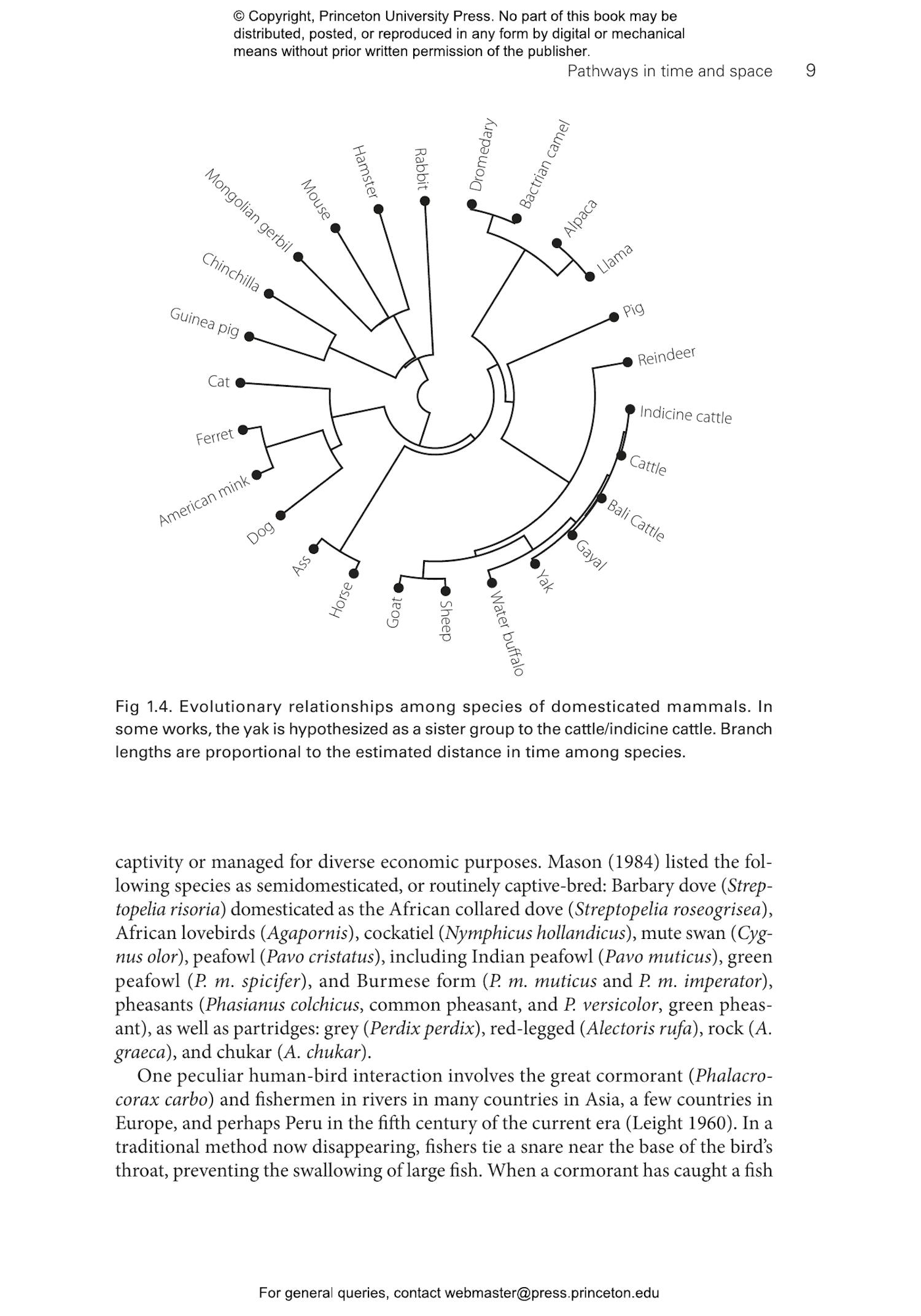 The Process of Animal Domestication | Princeton University Press