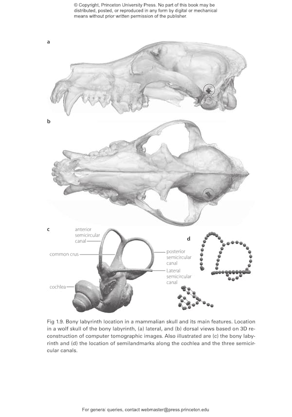 The Process of Animal Domestication | Princeton University Press