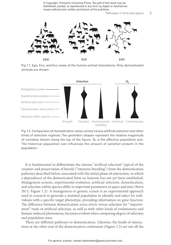 The Process of Animal Domestication | Princeton University Press