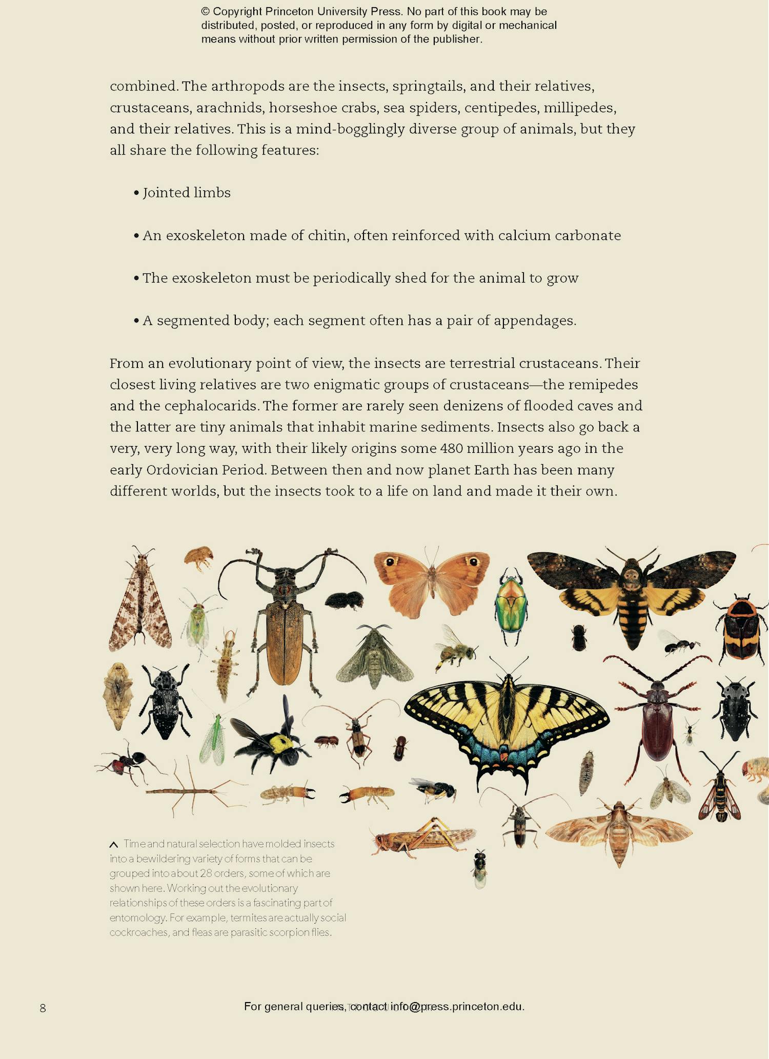 What Insects Do, and Why | Princeton University Press