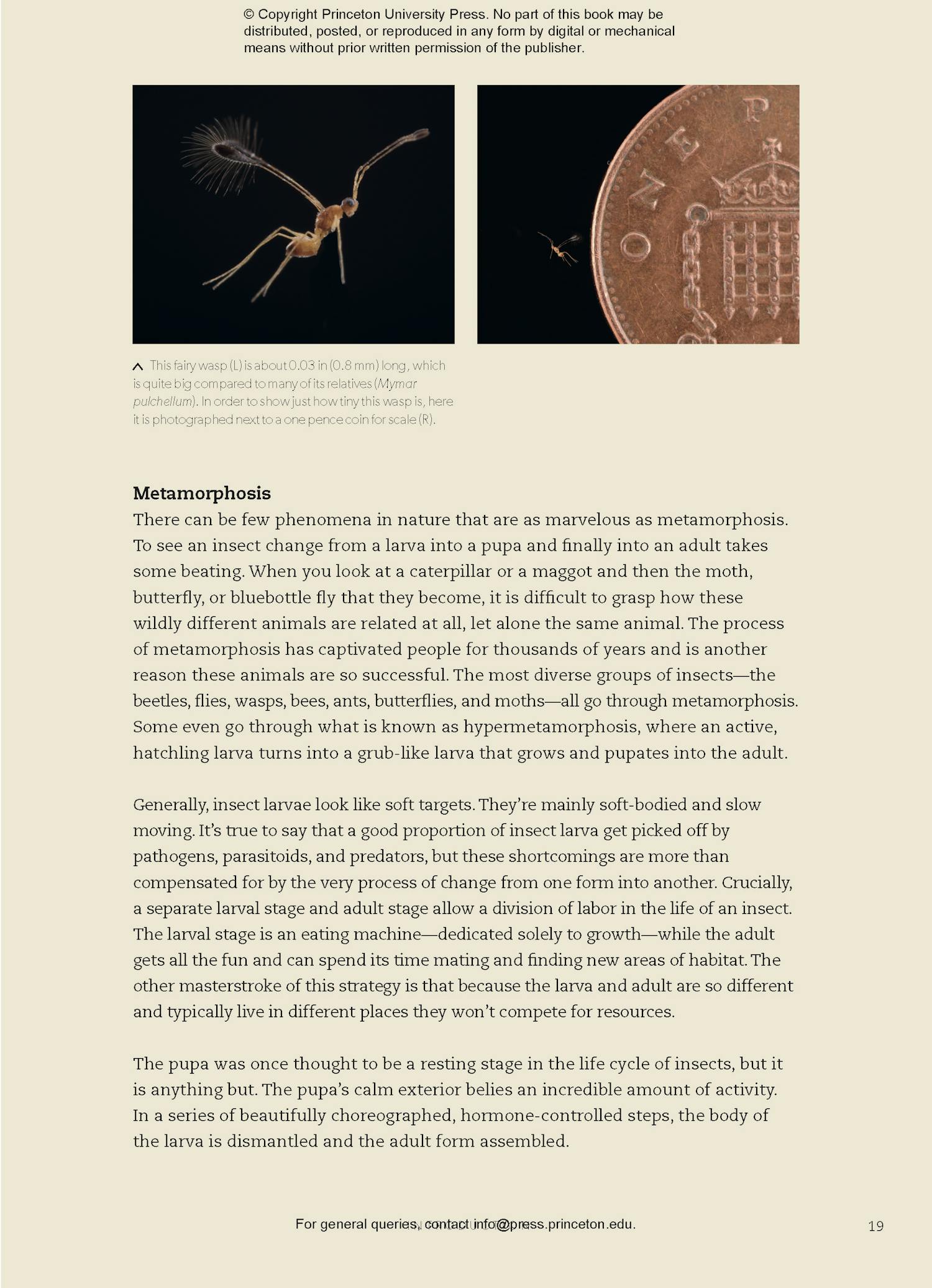 What Insects Do, and Why | Princeton University Press
