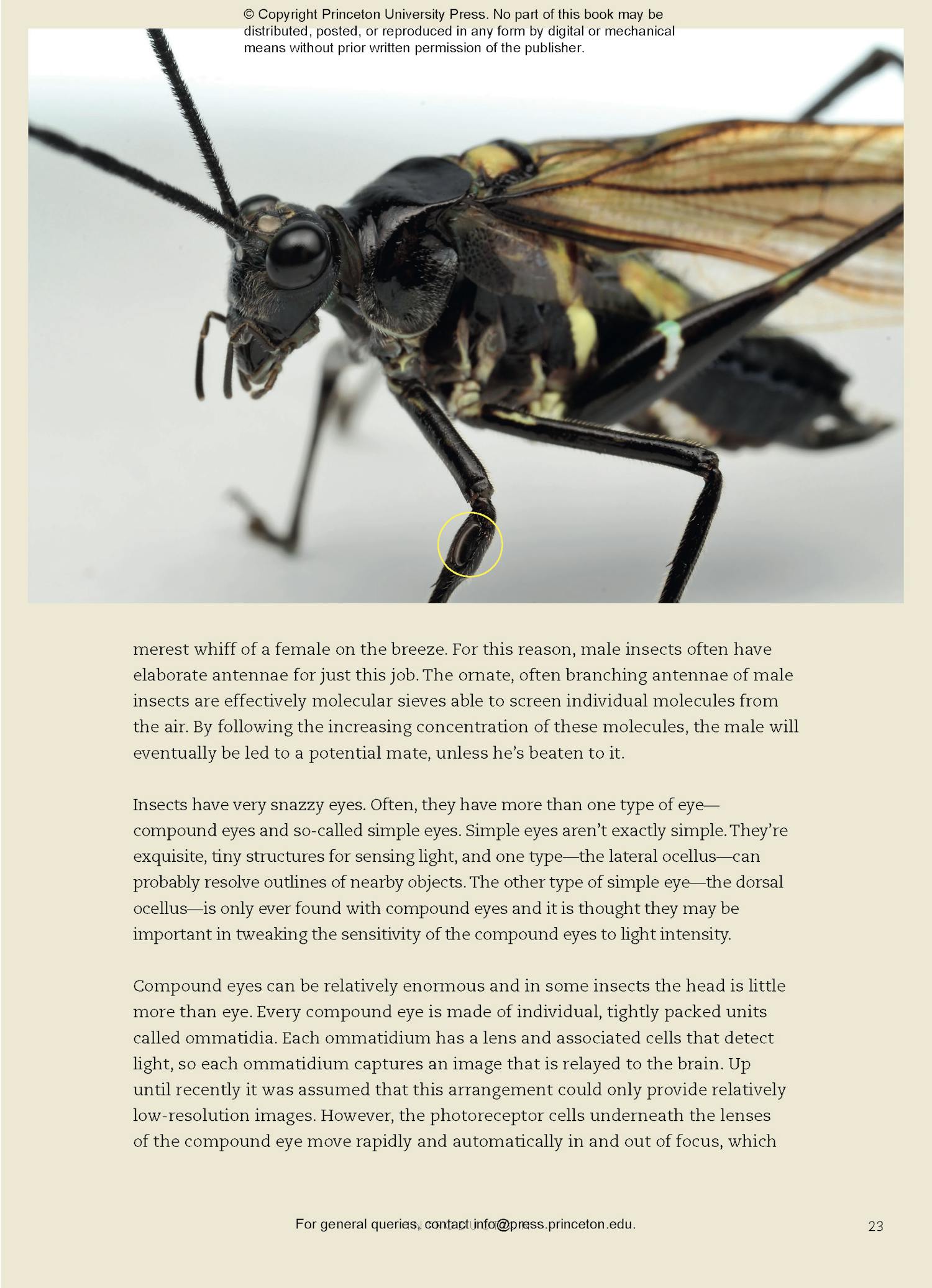 What Insects Do, and Why | Princeton University Press