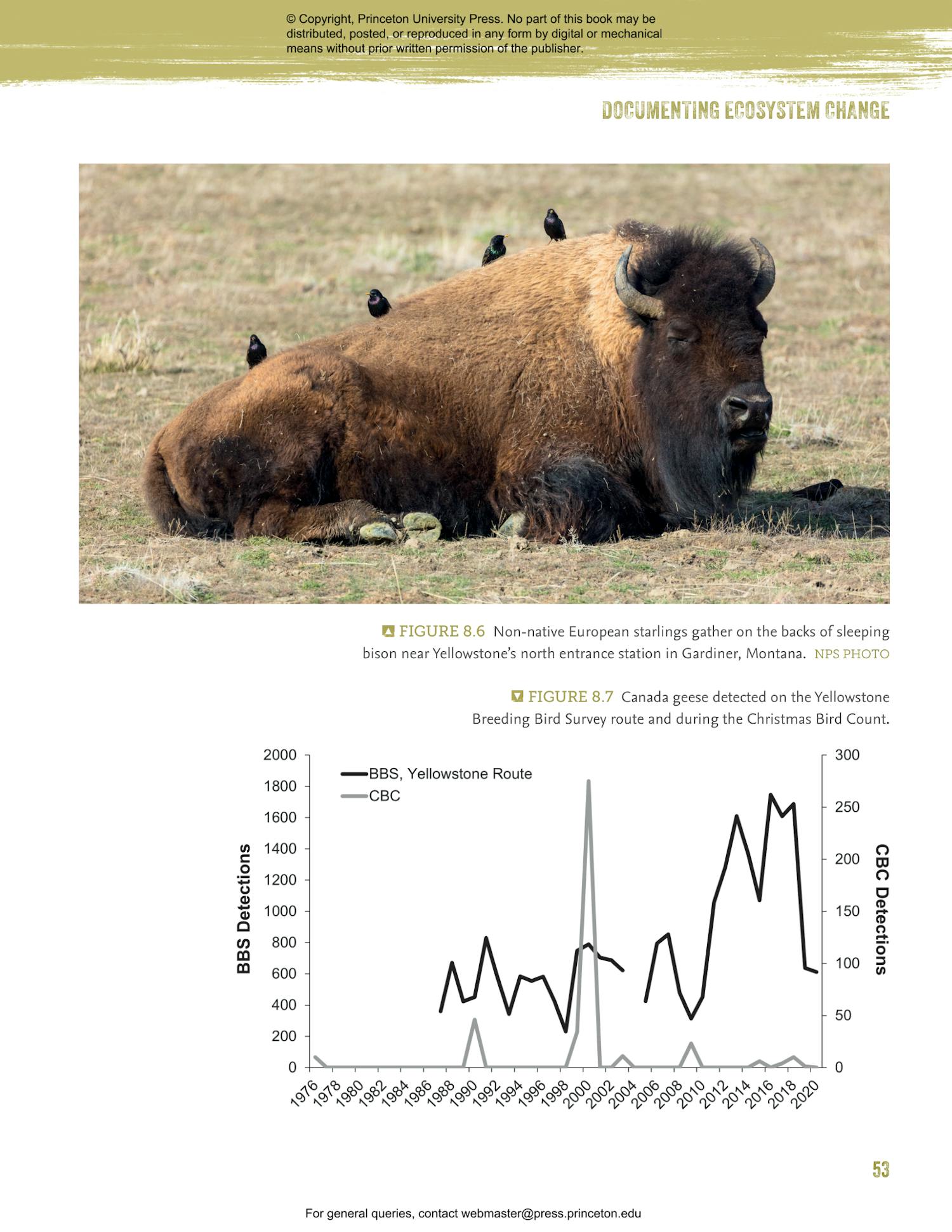 Yellowstone’s Birds | Princeton University Press