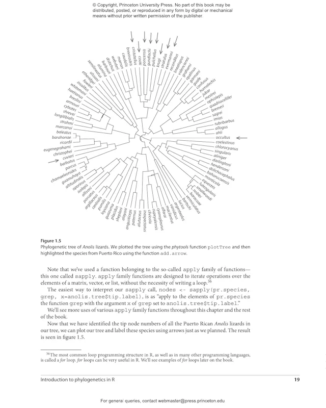 Phylogenetic Comparative Methods in R | Princeton University Press