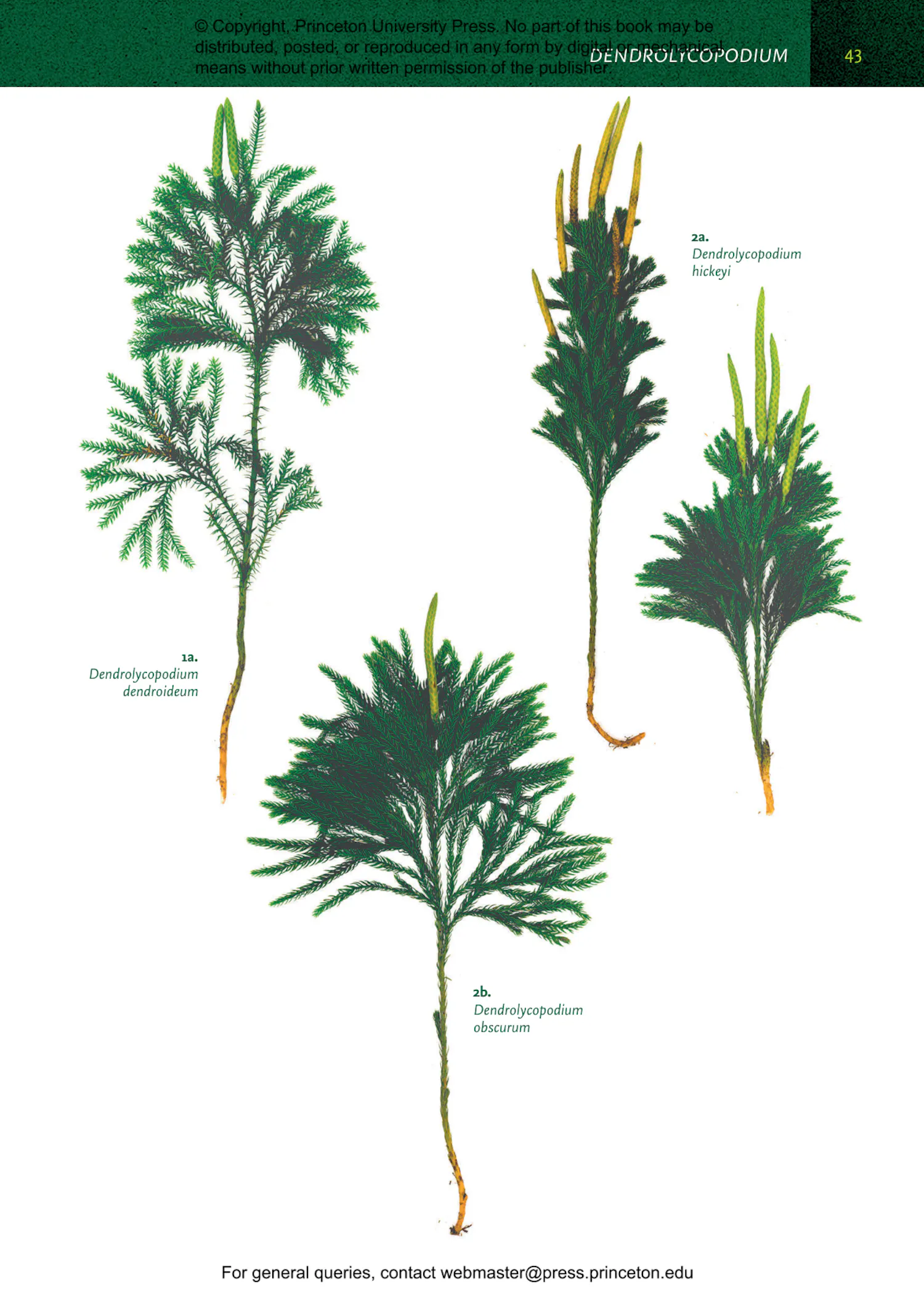 Ferns, Spikemosses, Clubmosses, and Quillworts of Eastern North America ...