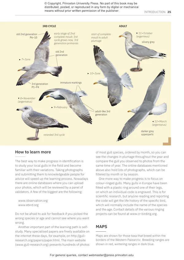 Gulls of Europe, North Africa, and the Middle East | Princeton ...