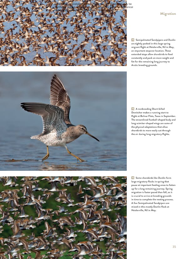 The Shorebirds of North America | Princeton University Press