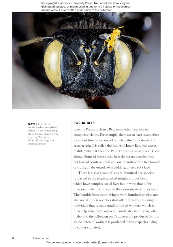 Bees of the World | Princeton University Press
