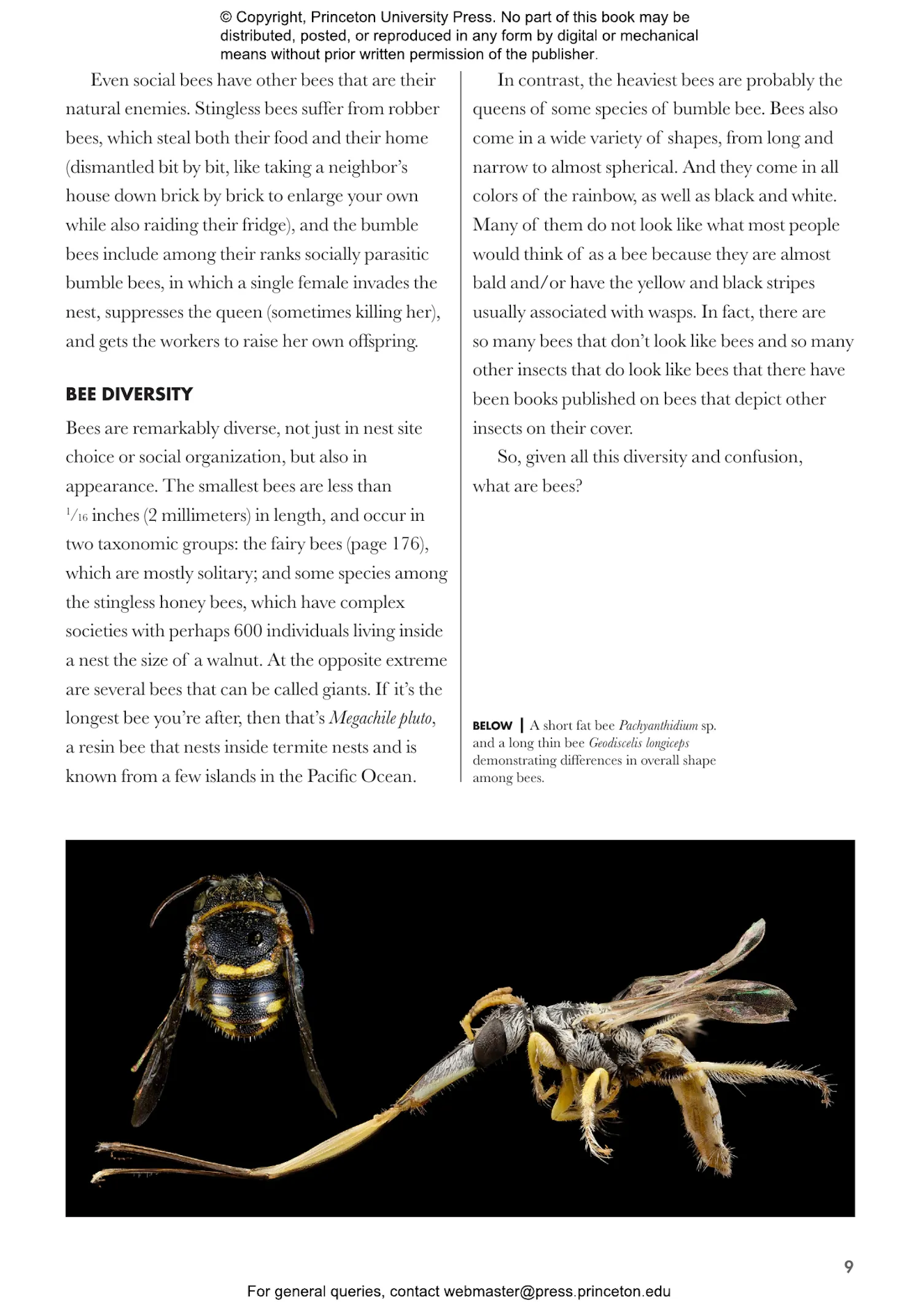 Bees of the World | Princeton University Press