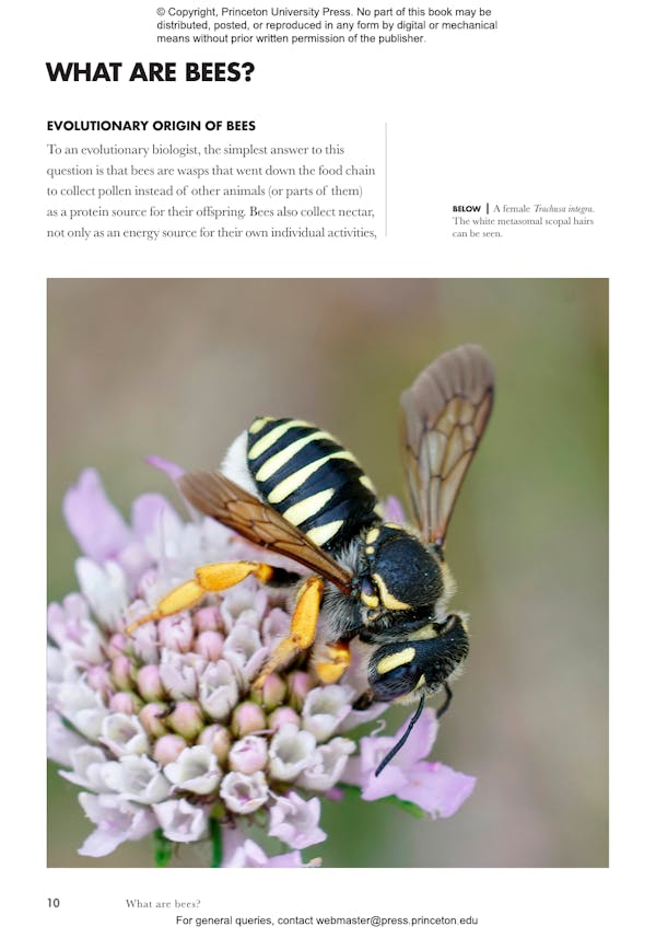 Bees of the World | Princeton University Press