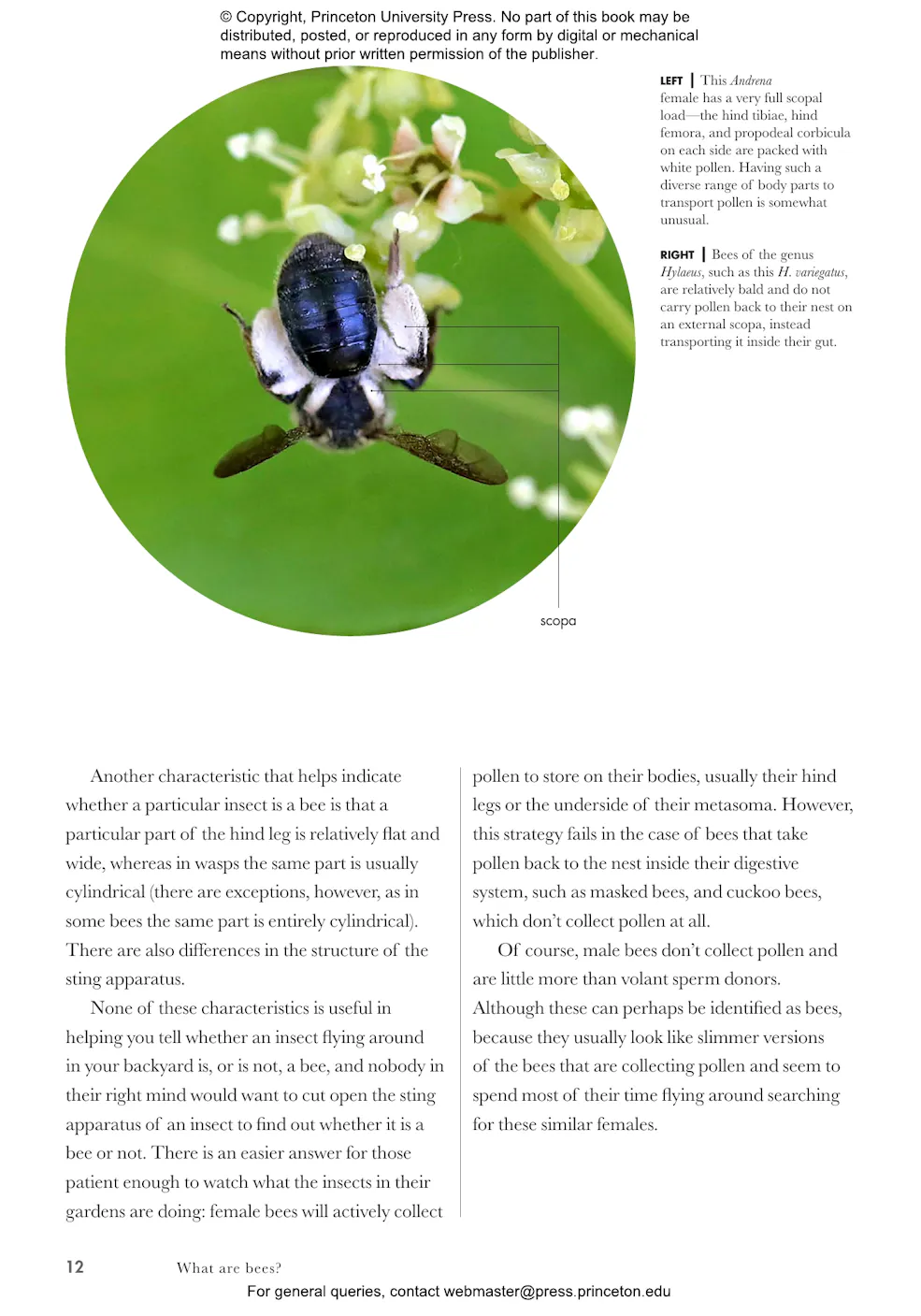 Bees of the World | Princeton University Press