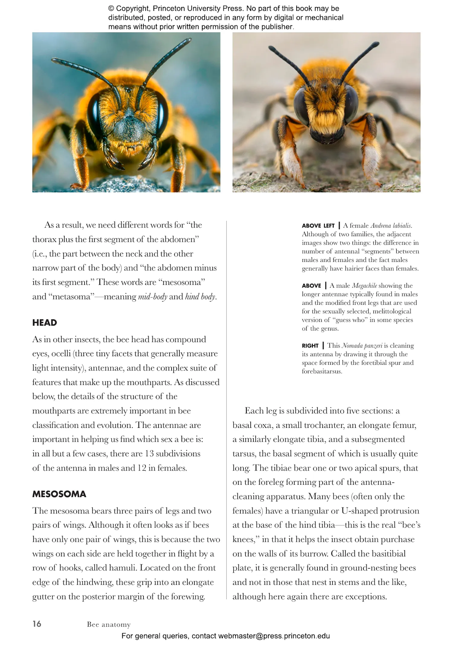 Bees of the World | Princeton University Press
