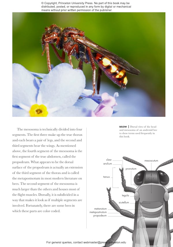 Bees of the World | Princeton University Press