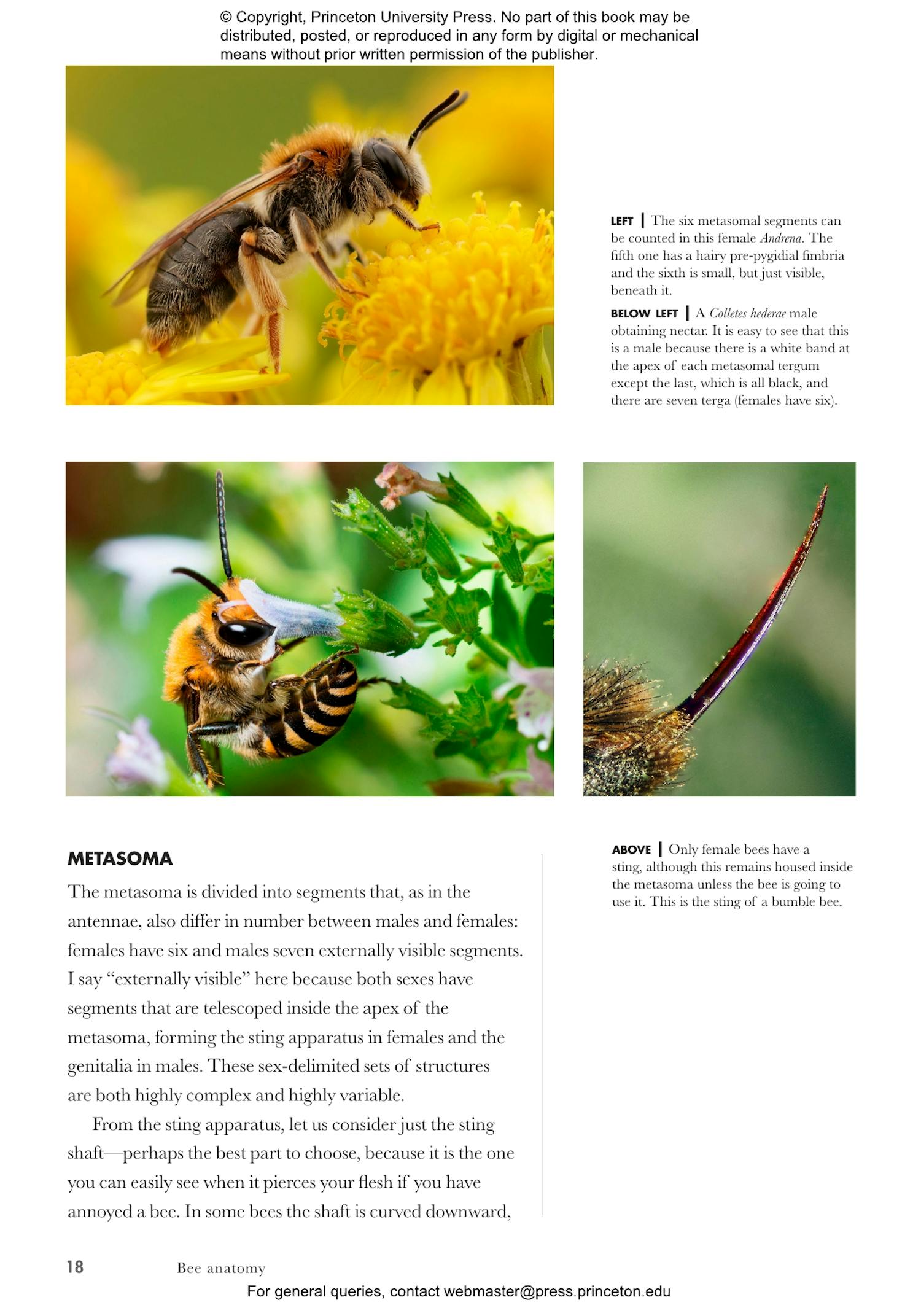 Bees of the World | Princeton University Press