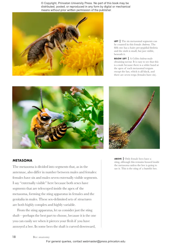 Bees of the World | Princeton University Press