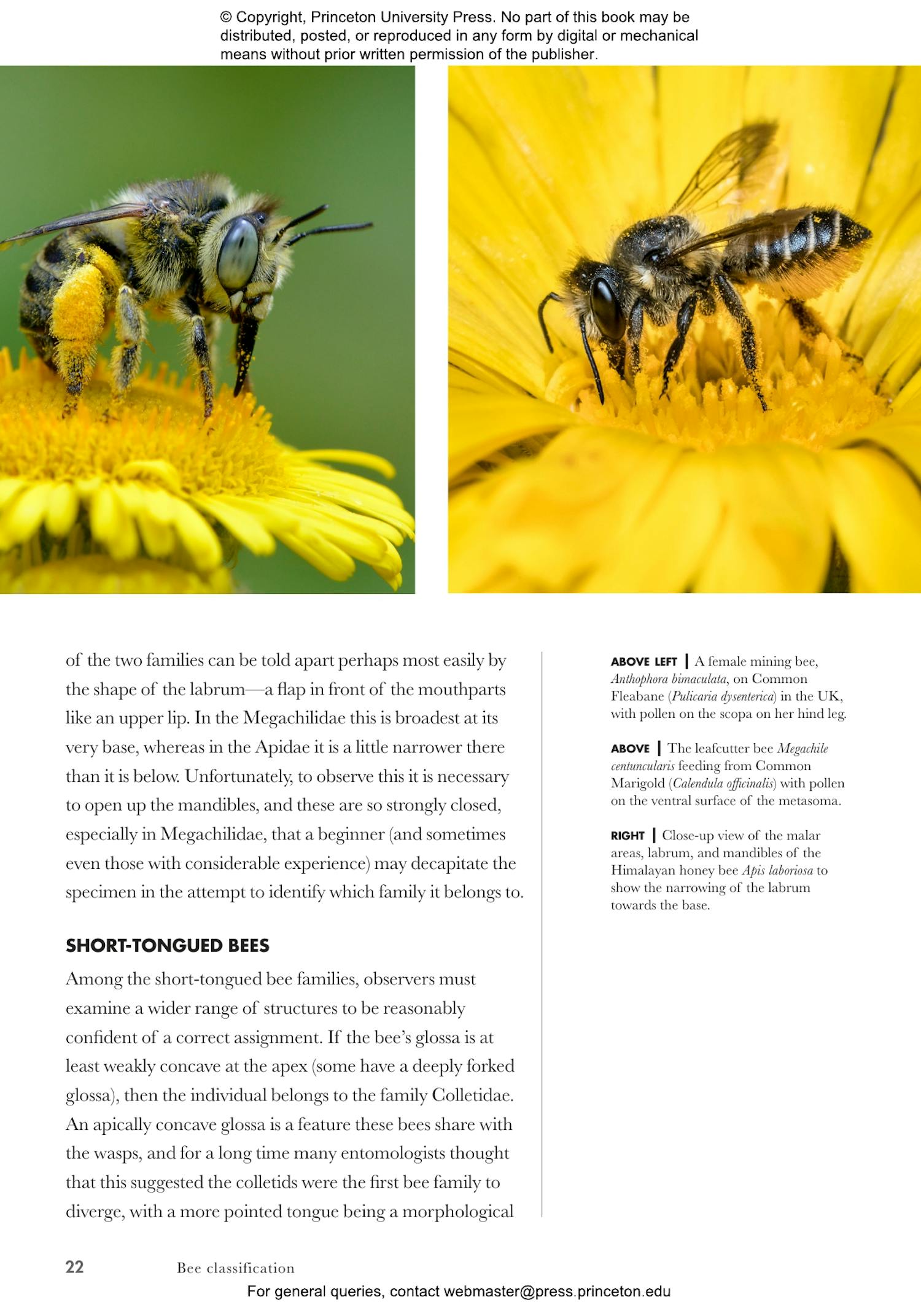 Bees of the World | Princeton University Press