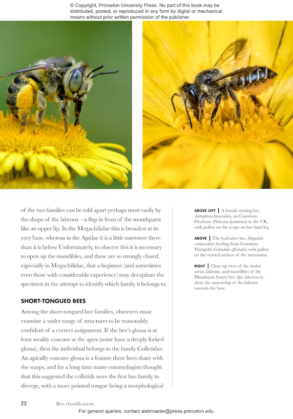 Bees of the World | Princeton University Press