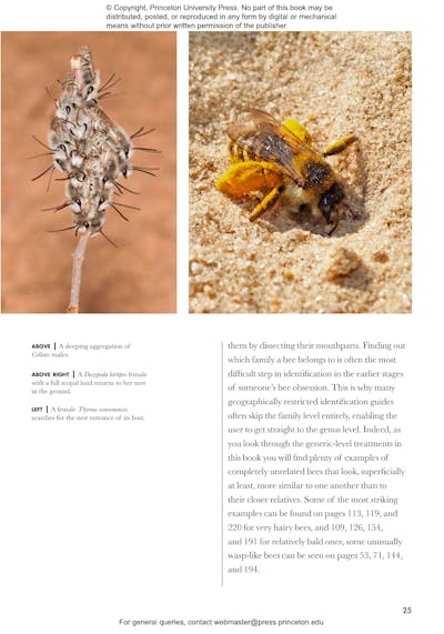 Bees of the World | Princeton University Press