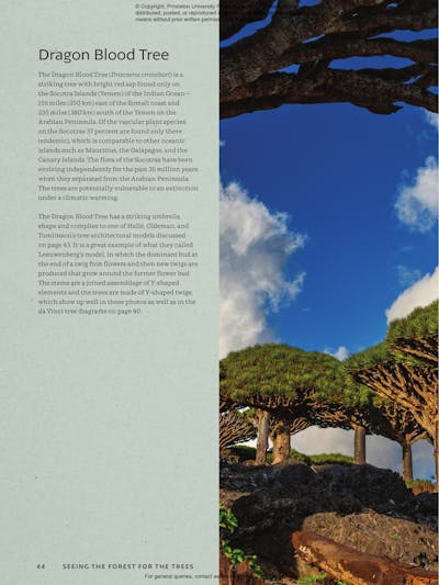 The World Atlas of Trees and Forests | Princeton University Press